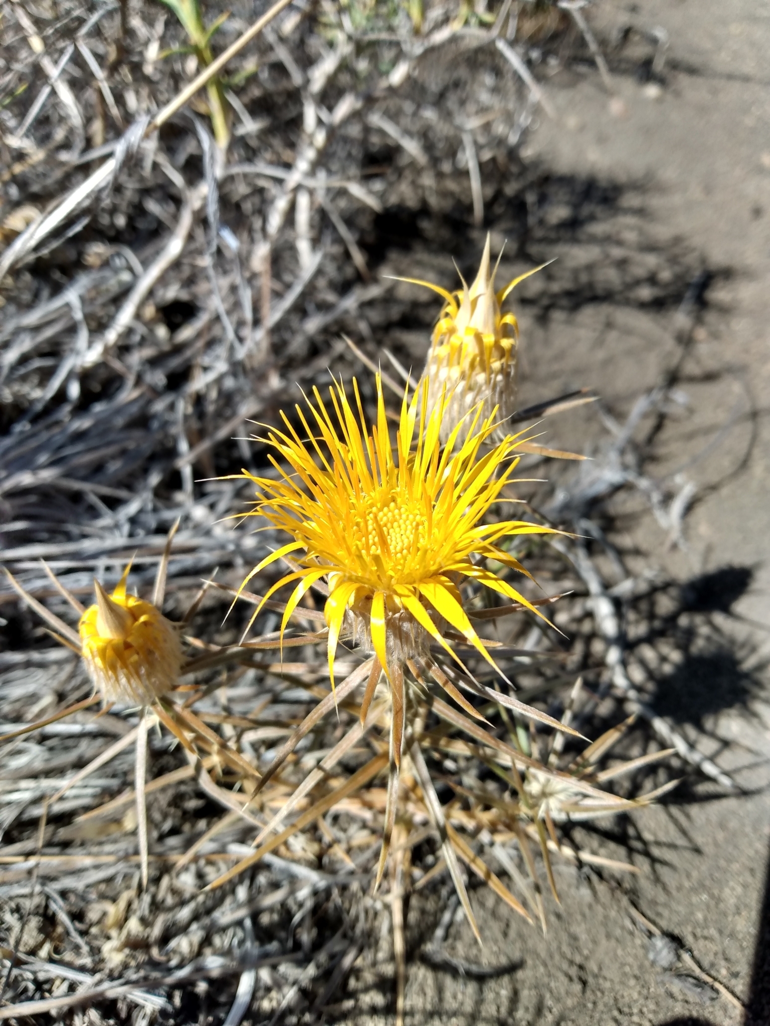 Doniophyton anomalum Kurtz