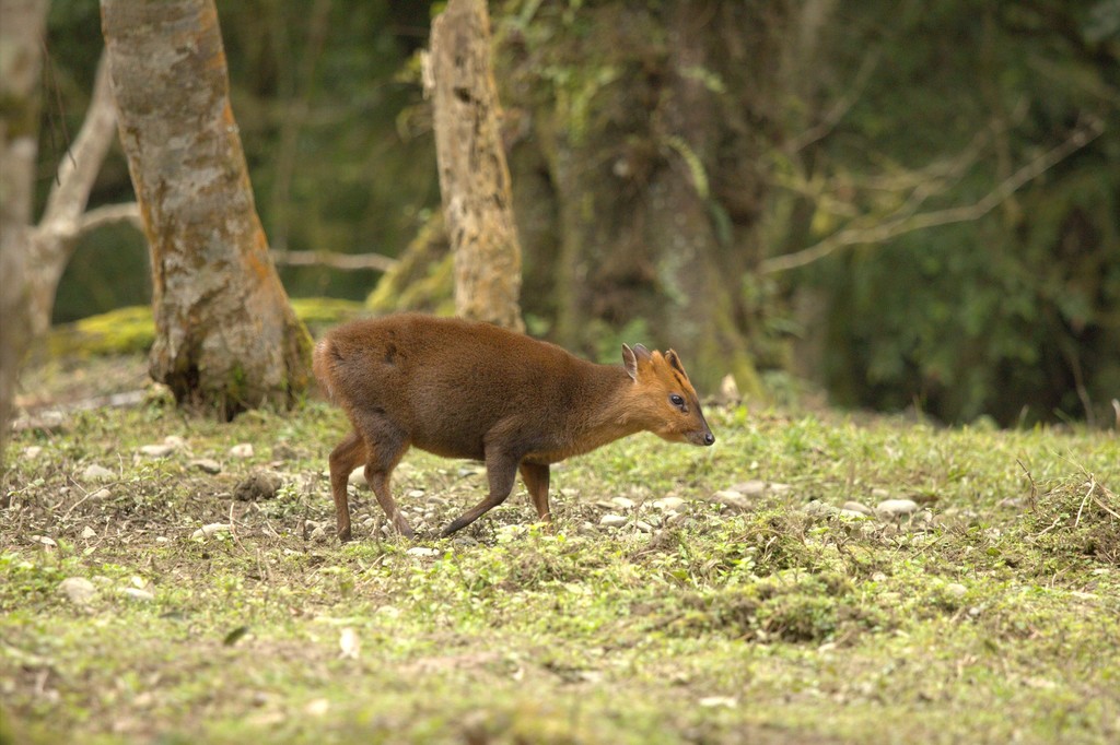 Taiwan Muntjac from New Taipei, TW-NT-TP, TW on January 29, 2021 at 11: ...