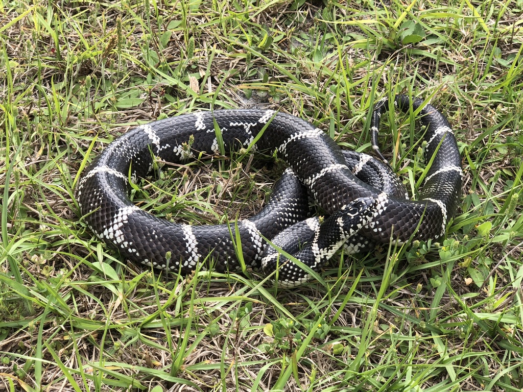 Eastern Kingsnake in March 2018 by bobzappalorti · iNaturalist
