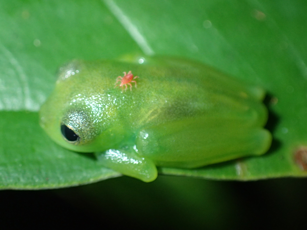 Dwarf Glass Frog from Alajuela Province, San Ramón, Costa Rica on ...