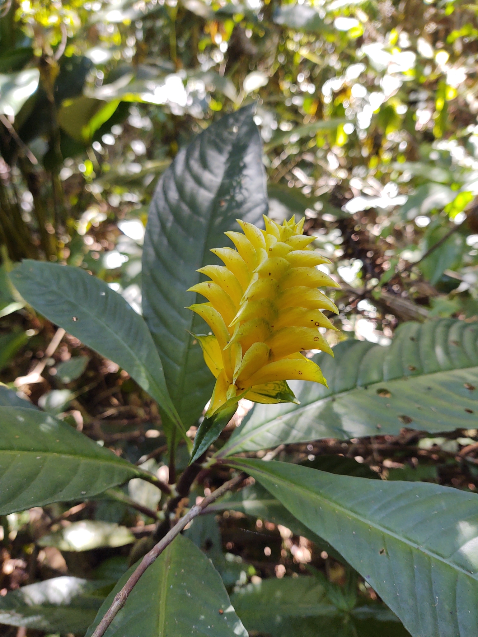 Aphelandra squarrosa Nees