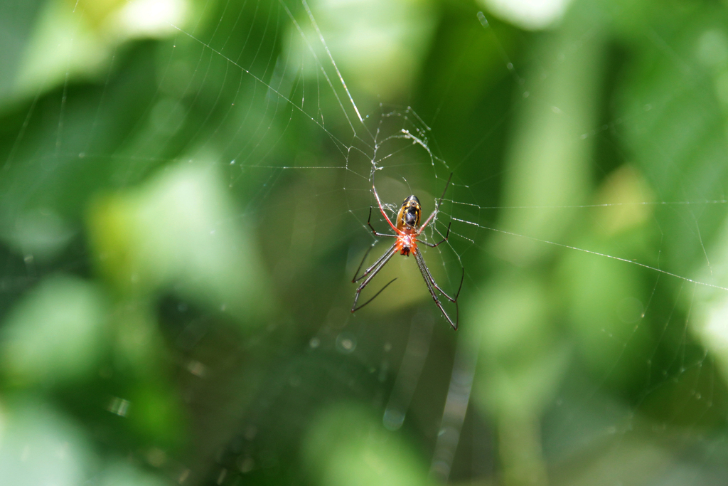Orchard Spiders and Allies from Buikwe, Uganda on January 24, 2021 at ...