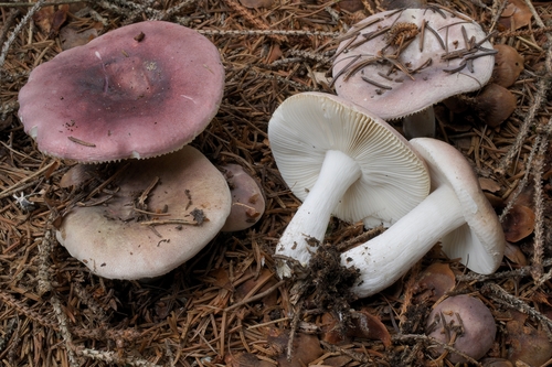 Russula azurea · iNaturalist