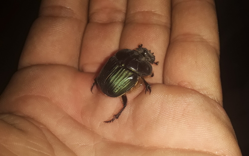 Coprophanaeus magnoi · iNaturalist