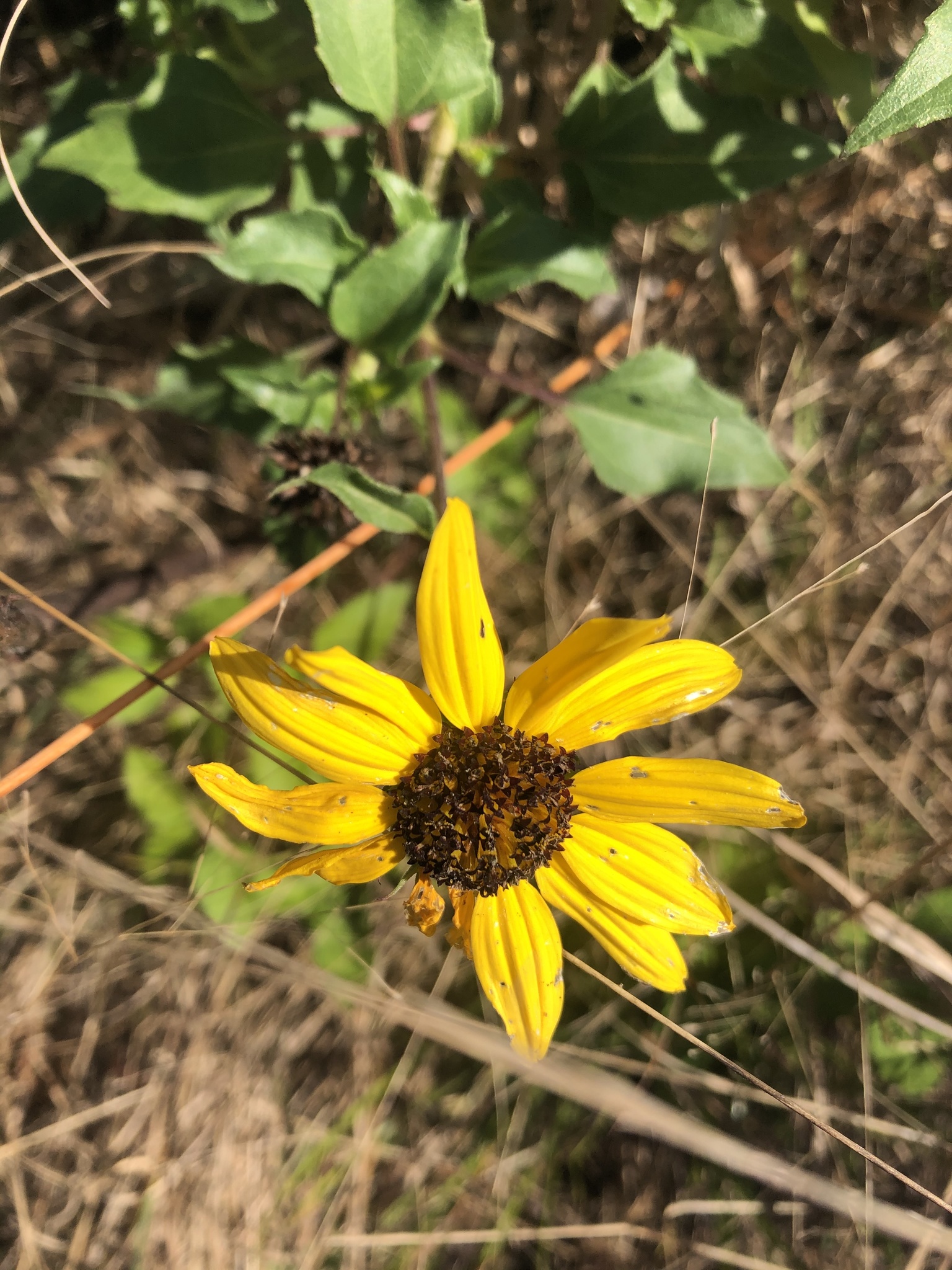 Helianthus debilis subsp. vestitus (E.Watson) Heiser