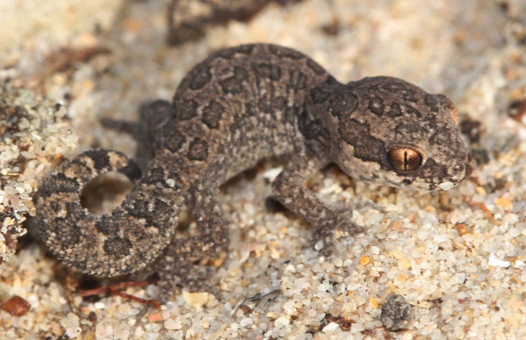 Spotted Thick-toed Gecko (Biogaps (s Afr) Pentad 3210_2345: Species ...