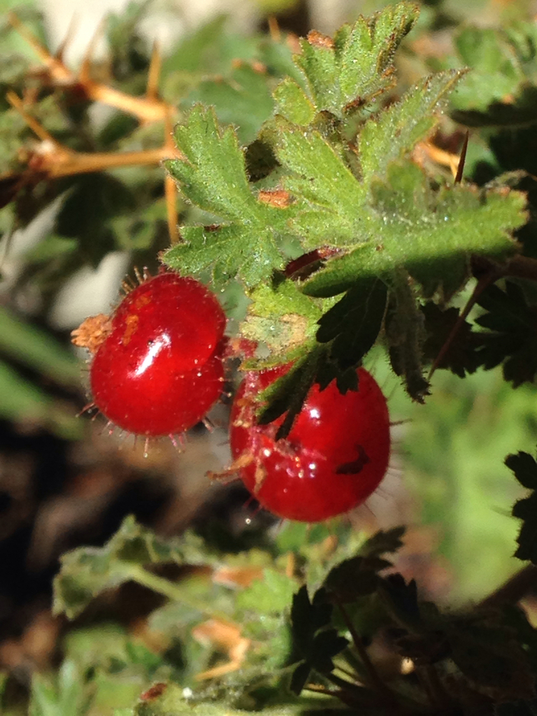 mountain gooseberry (Plants of State Forest State Park) · iNaturalist