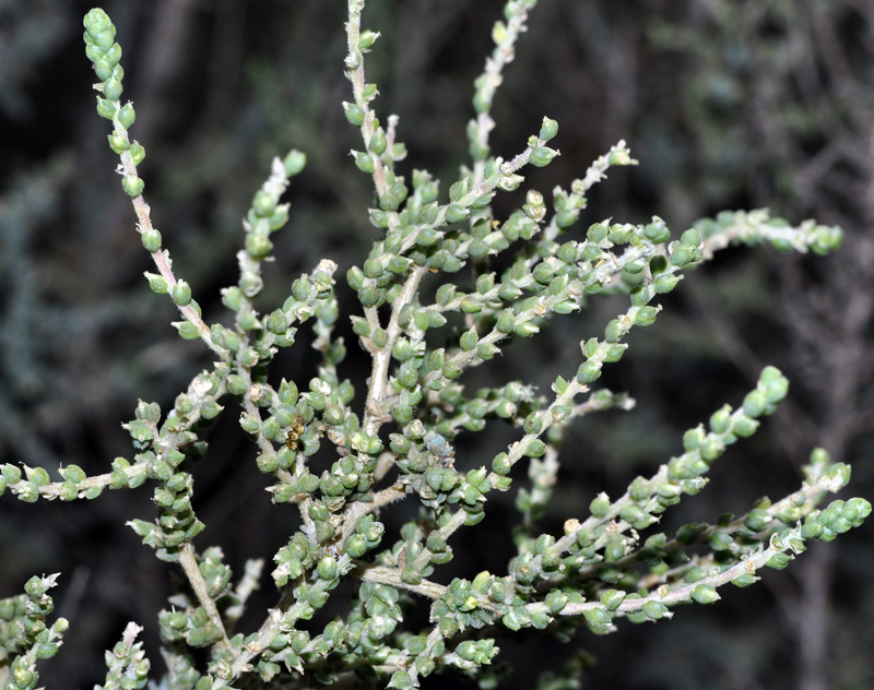 Caroxylon vermiculatum (Explorando la flora de las Bardenas Reales en ...