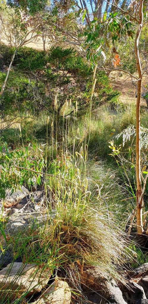 harding grass from Normanville SA 5204, Australia on January 30, 2021 ...