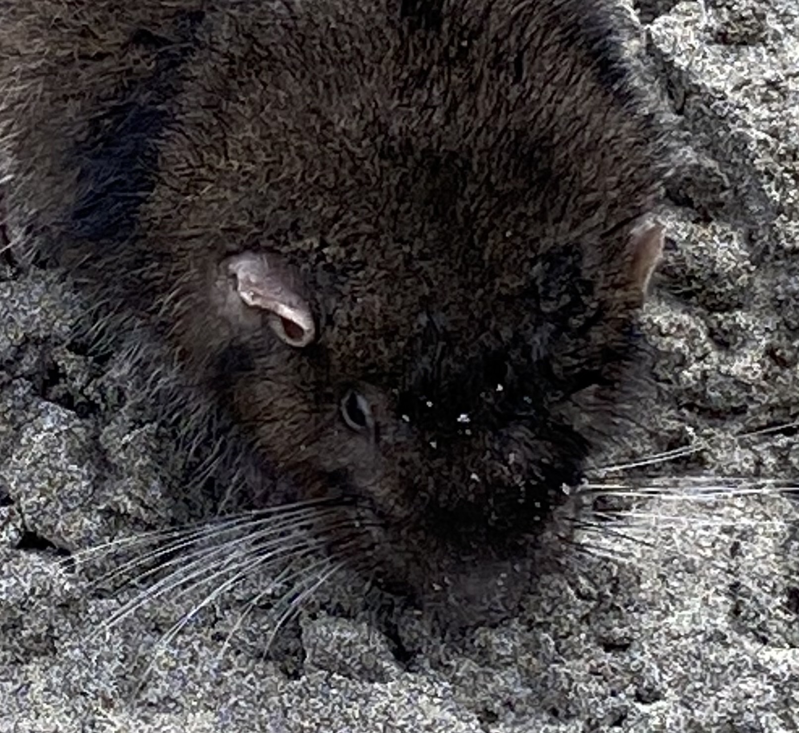 Aplodontia rufa (Rafinesque, 1817)