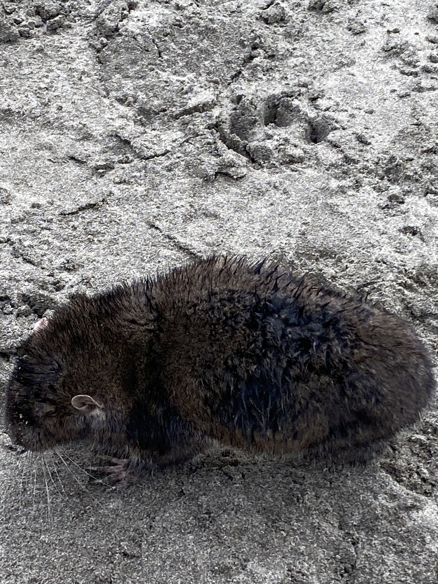 Aplodontia rufa (Rafinesque, 1817)