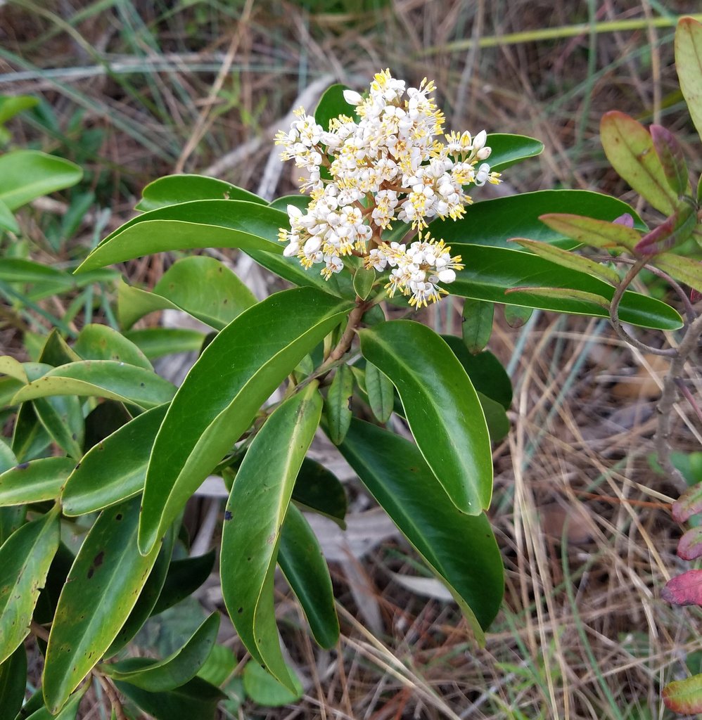 Marlberry from Miami-Dade County, FL, USA on January 30, 2021 at 01:37 ...