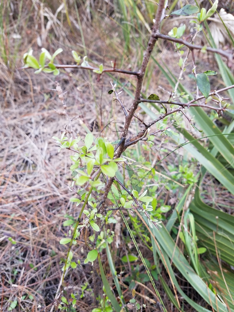 Everglades bully in January 2021 by Joe MDO · iNaturalist