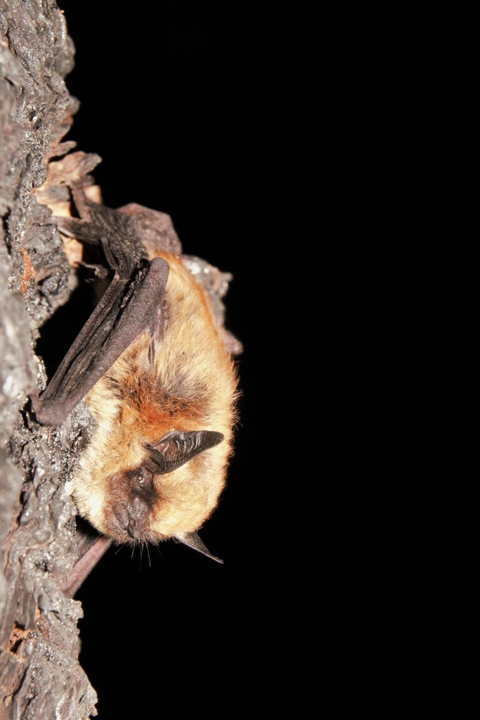 California Myotis (Myotis californicus) - Know Your Mammals