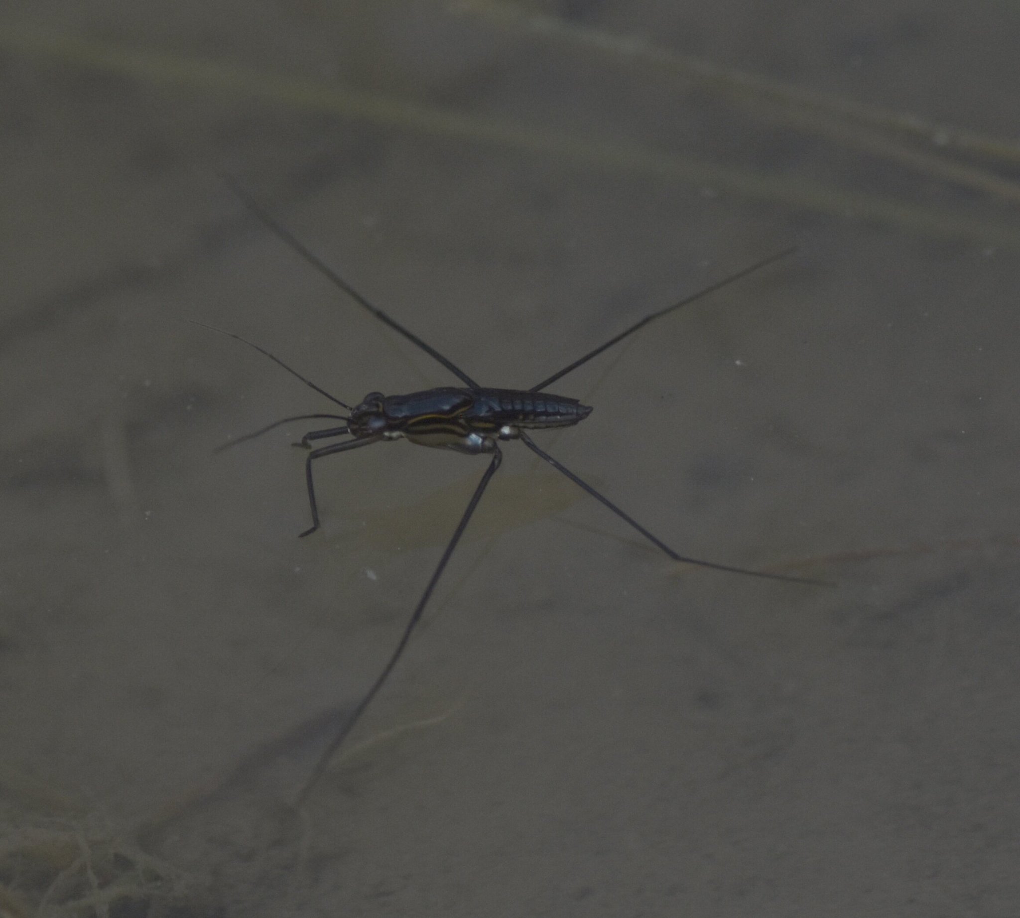 Limnogonus recens Drake & Harris, 1934