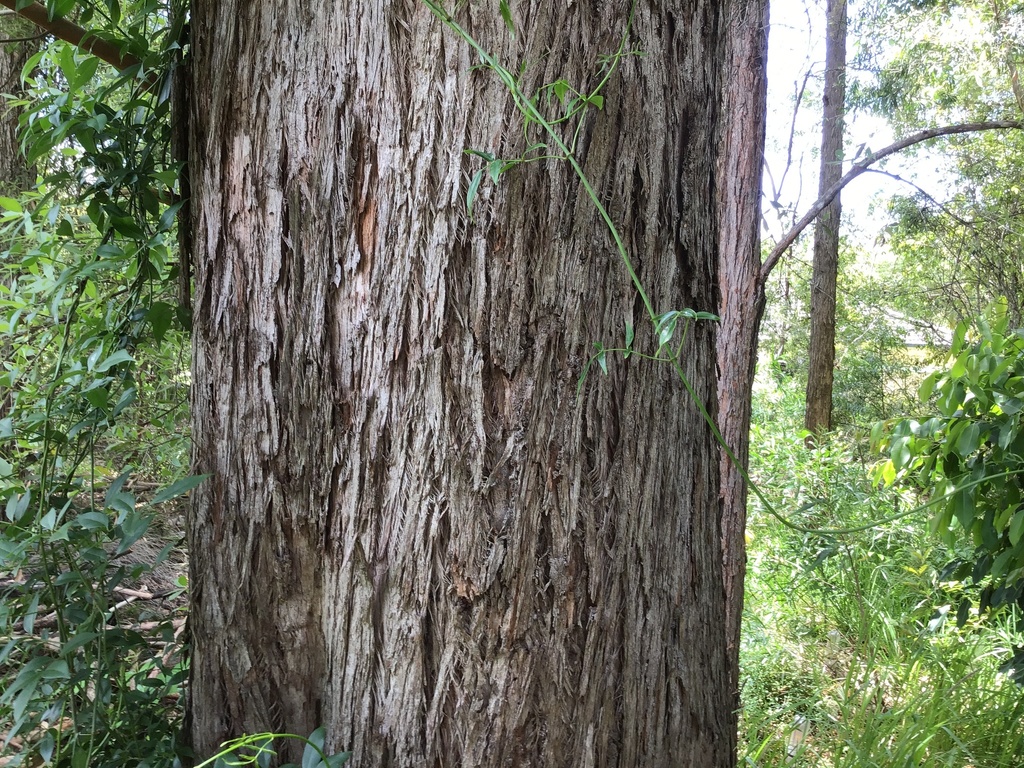 Turpentine (Syncarpia glomulifera) - Botanical Realm