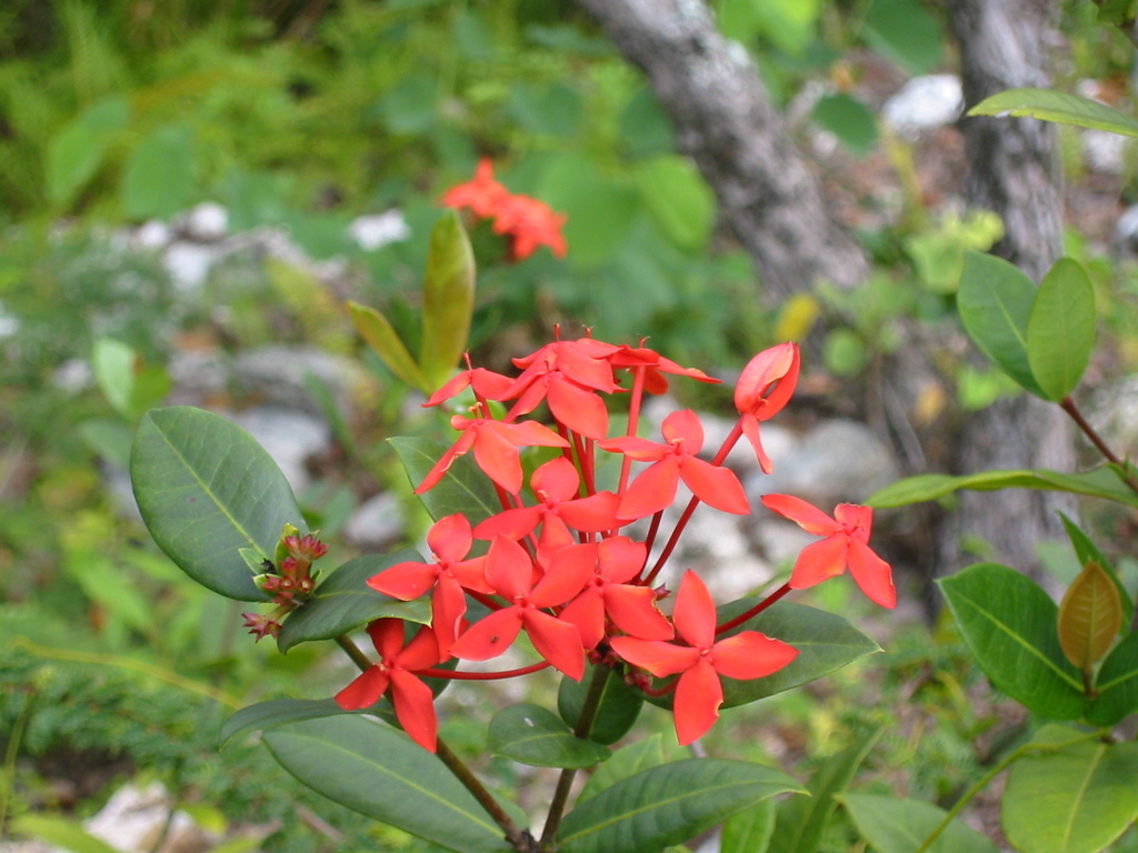 Jungle flame from Grand Bahama, The Bahamas on June 18, 2004 at 09:27 ...