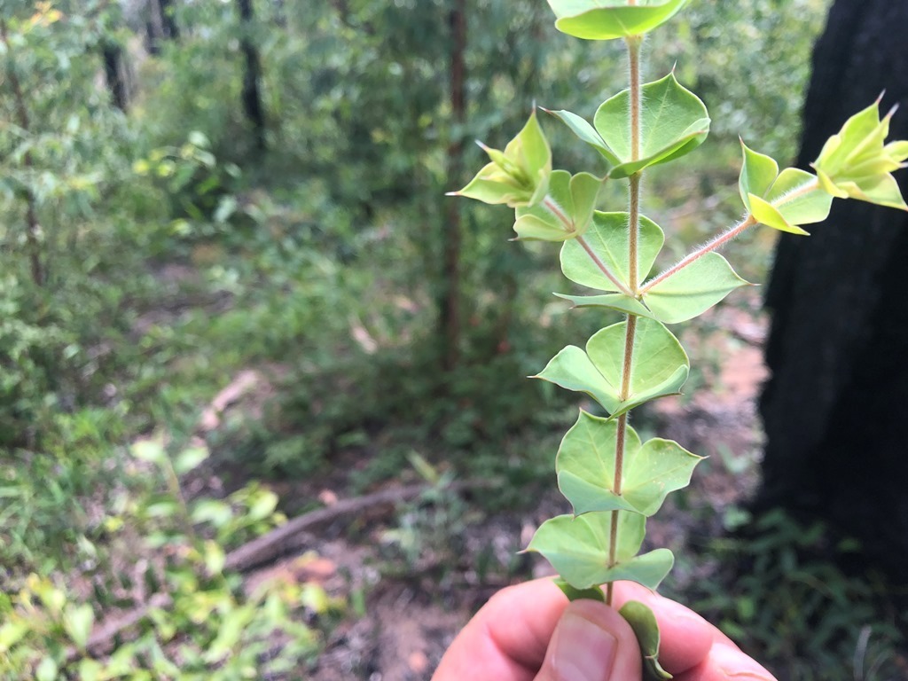 spiny bush-pea from Redbank Creek QLD 4312, Australia on January 30 ...