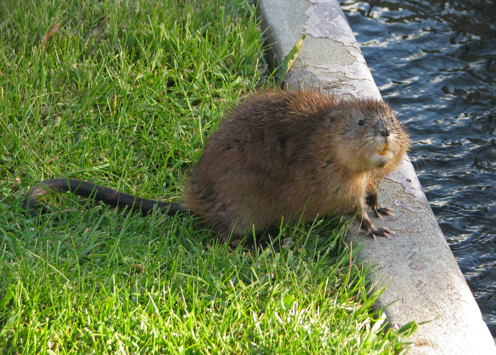 Muskrat (Ondatra zibethicus) - Know Your Mammals