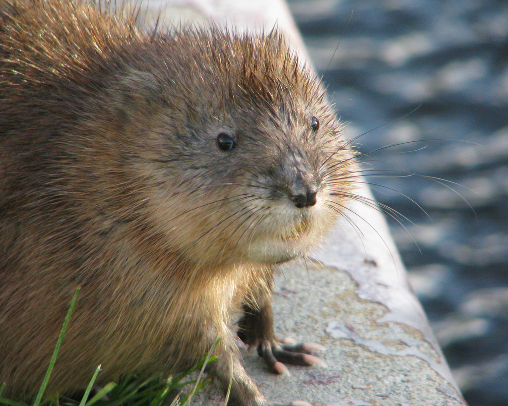 Muskrat from Provo, UT, USA on April 30, 2018 at 06:47 PM by Kayla ...