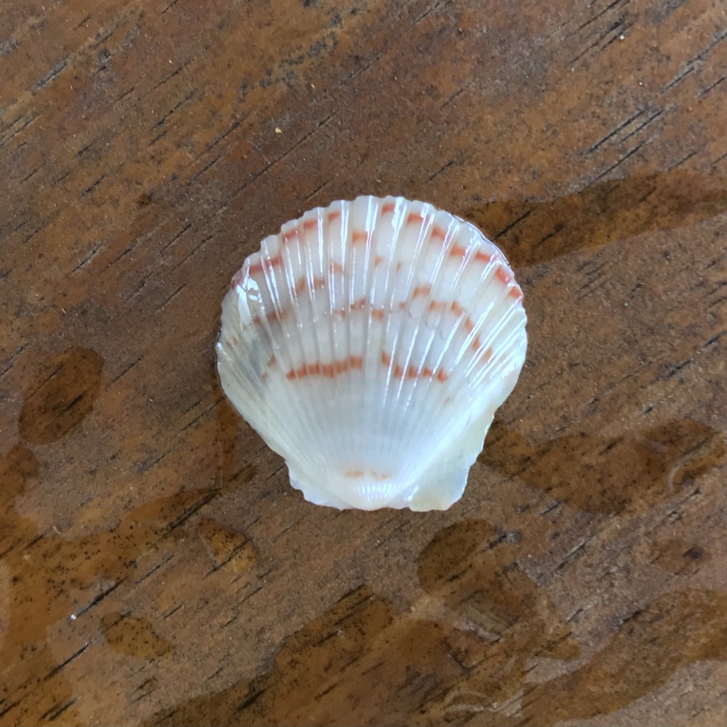 Atlantic Calico Scallop from Gulf of Mexico, AL, US on January 30, 2021 ...