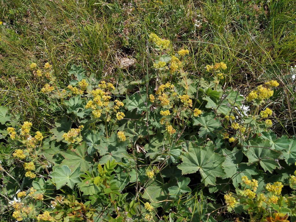 (Alchemilla lithophila) - Botanical Realm