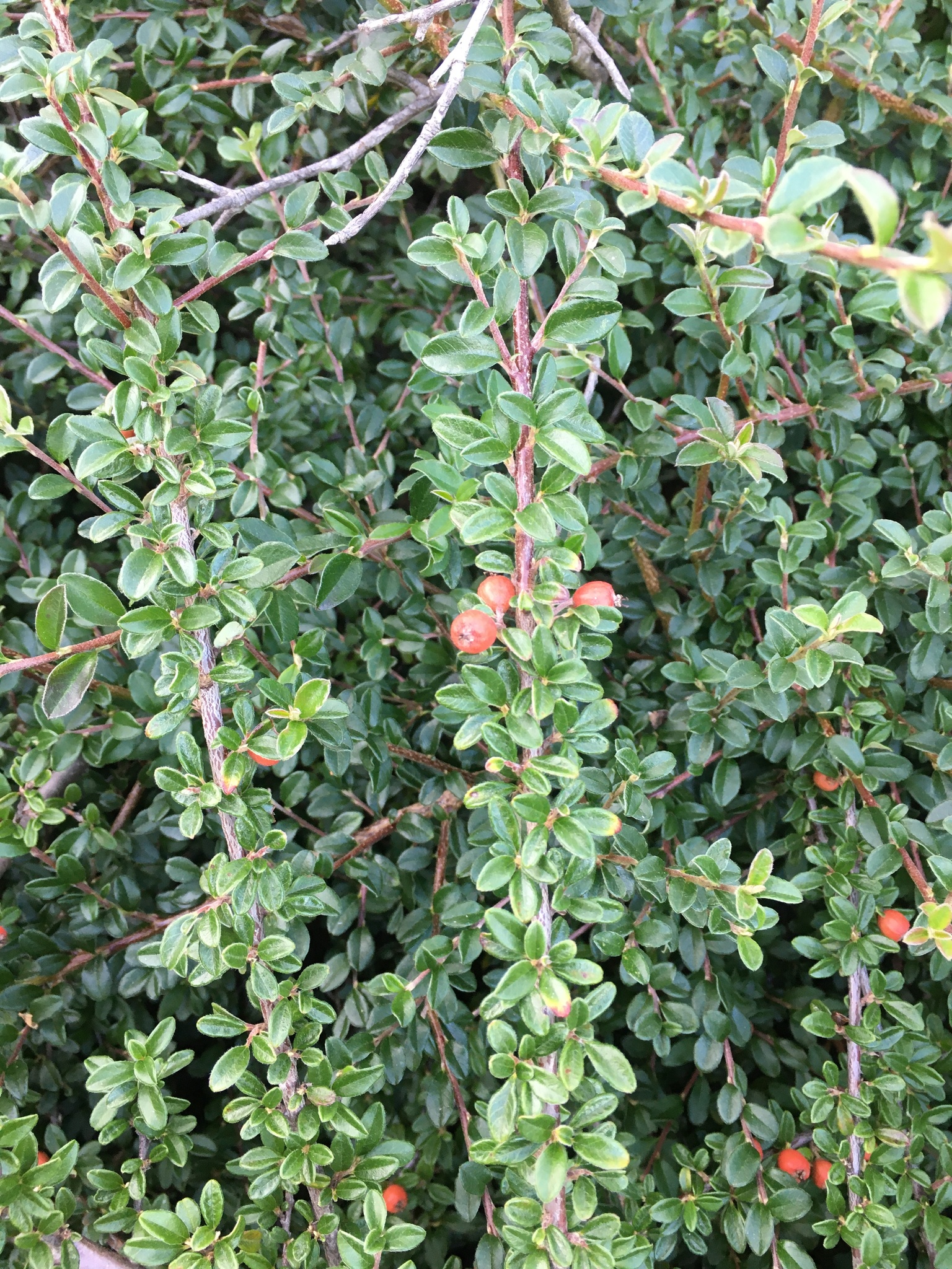 Cotoneaster microphyllus Wall. ex Lindl.