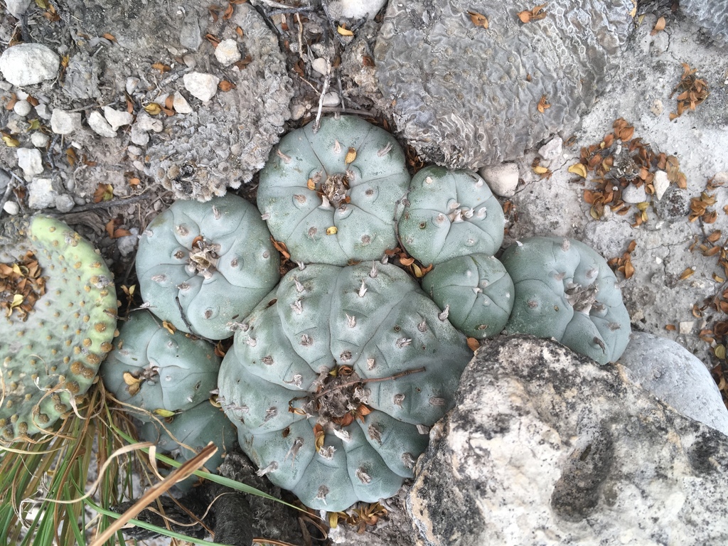 Peyote in October 2017 by gareis · iNaturalist