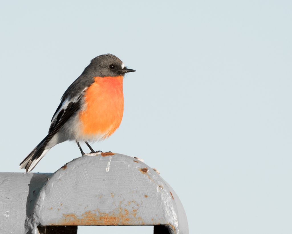 Flame Robin from Melbourne VIC, Australia on May 13, 2017 at 05:38 PM ...