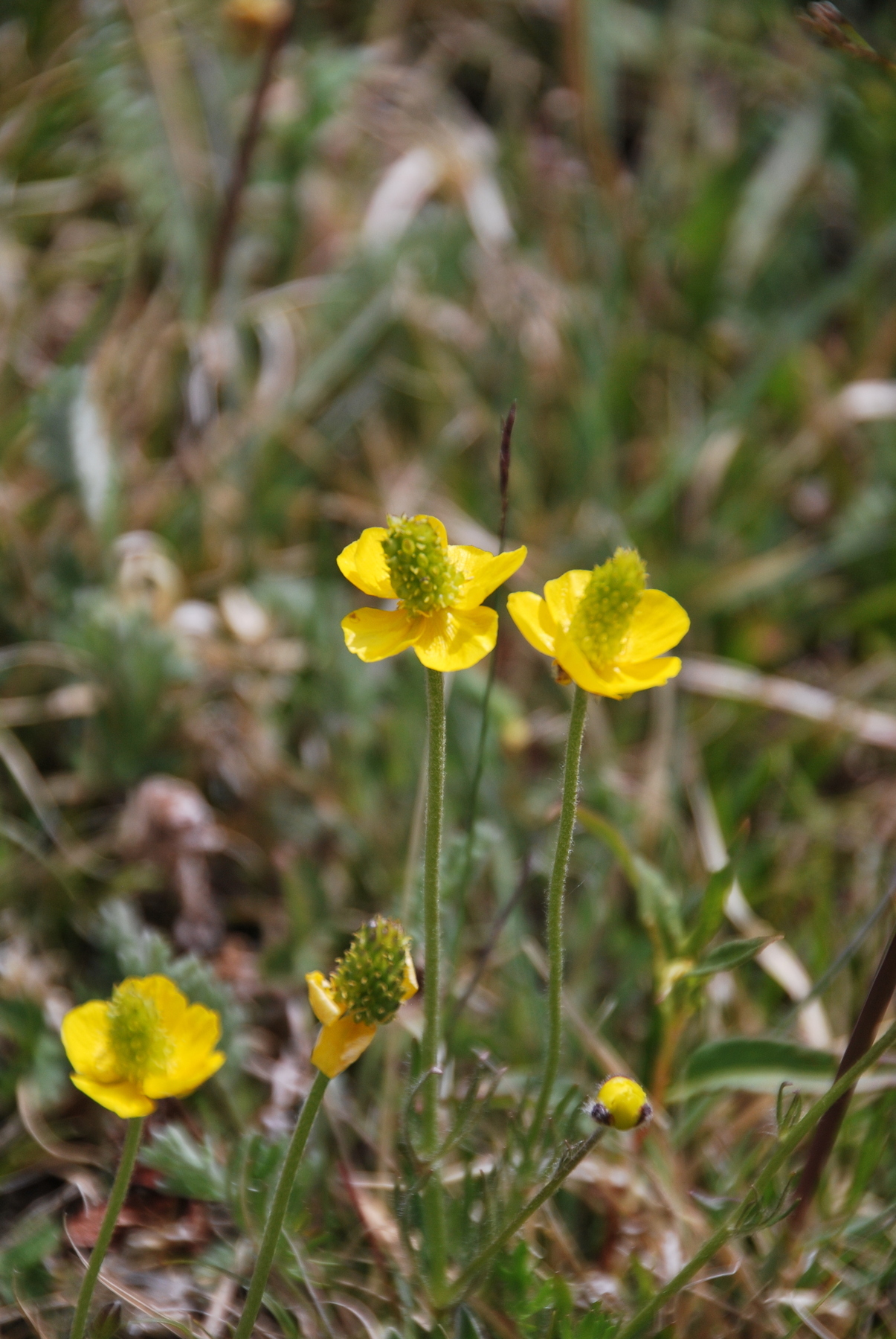 Ranunculus tanguticus (Maxim.) Ovcz.