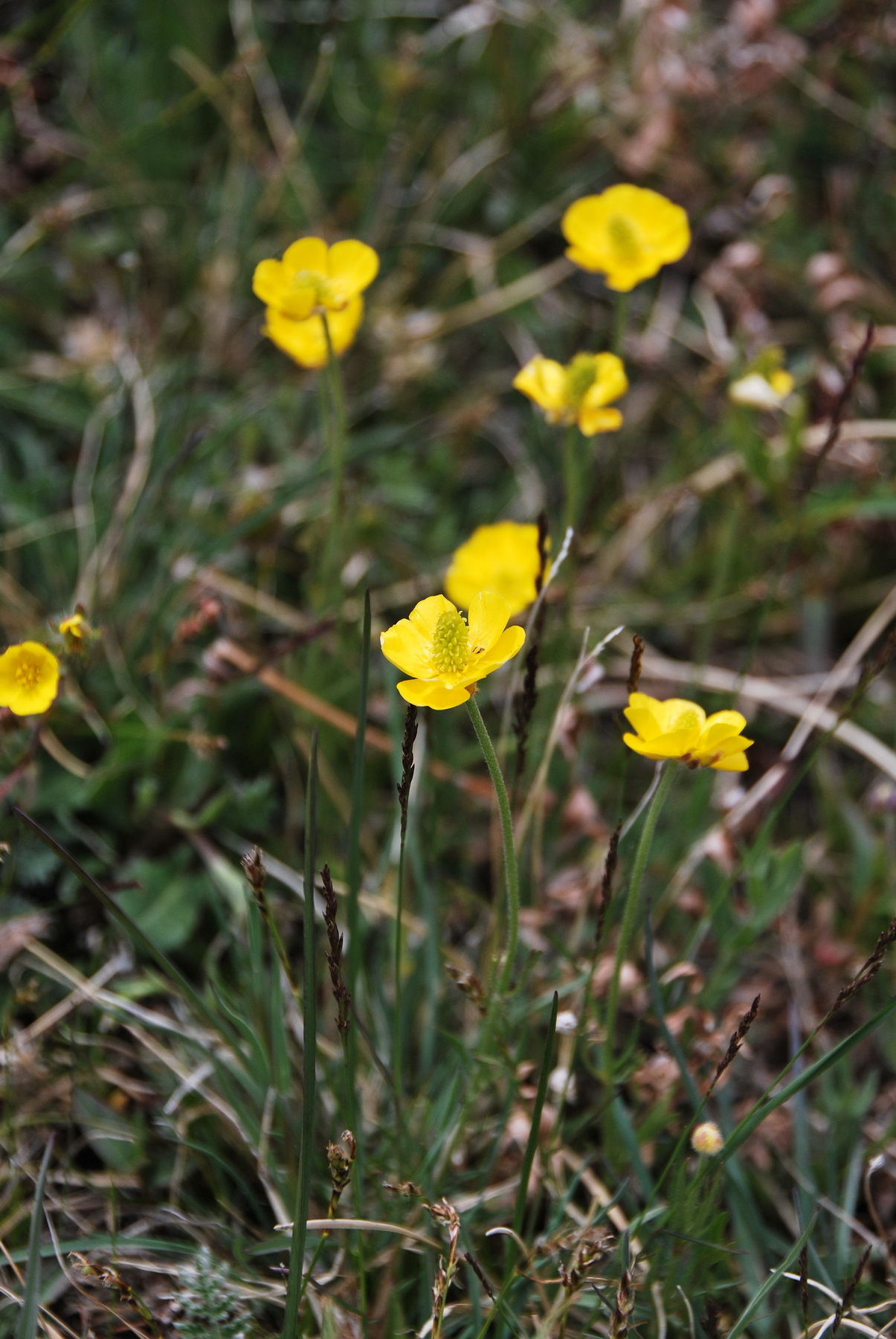 Ranunculus tanguticus (Maxim.) Ovcz.