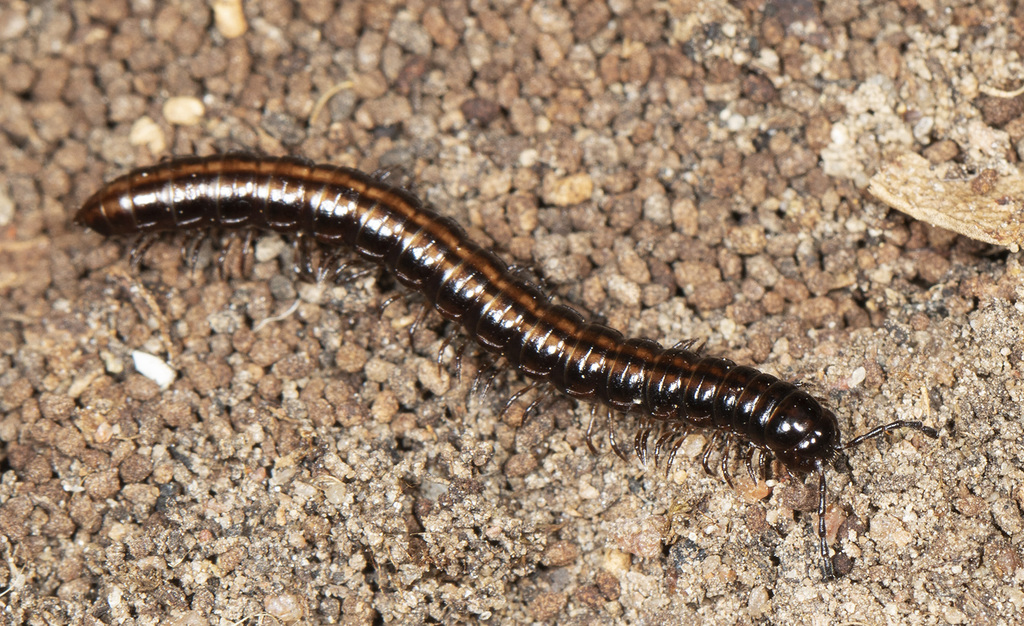 Paradoxosomatidae from Darriman VIC 3851, Australia on January 28, 2021 ...