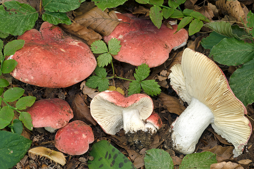Russula rubra · iNaturalist
