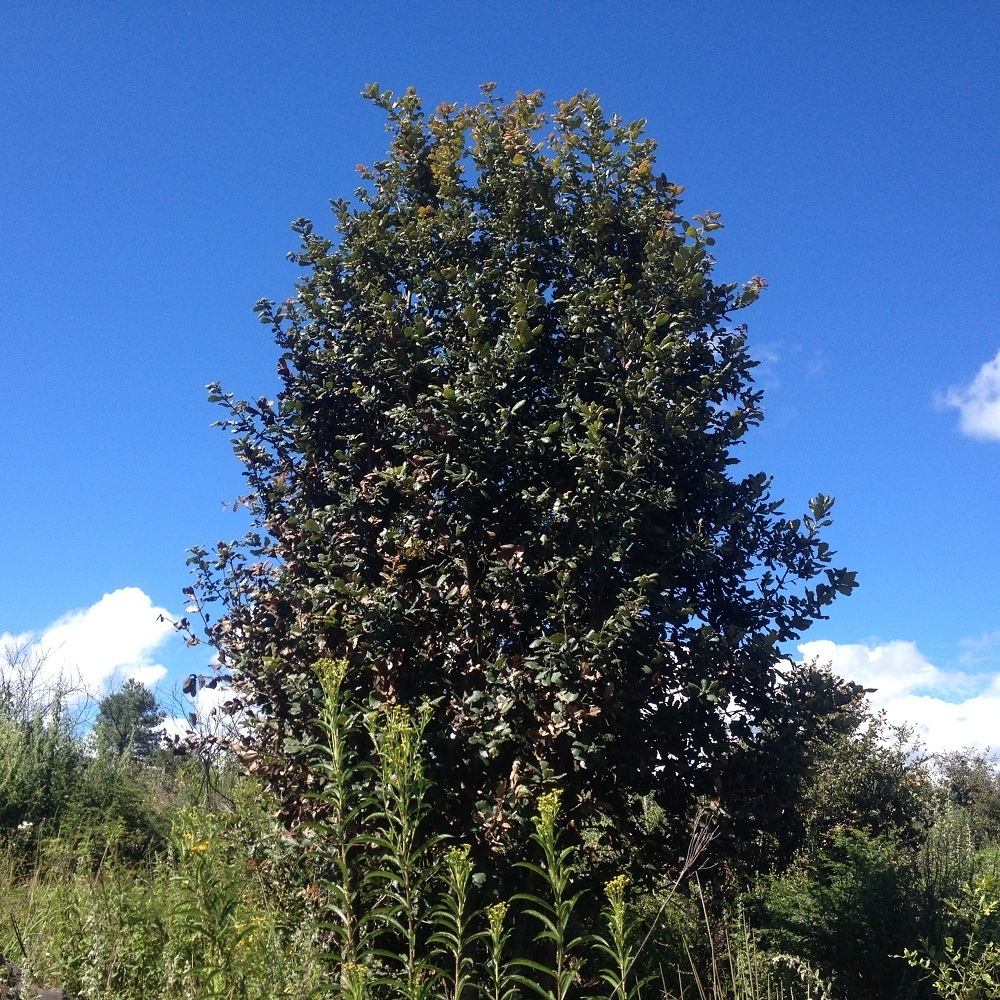 Encino quiebra hacha desde Tianguismanalco, Pue., México el 13 de ...