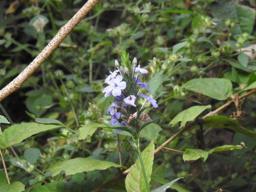 Eranthemum purpurascens · iNaturalist