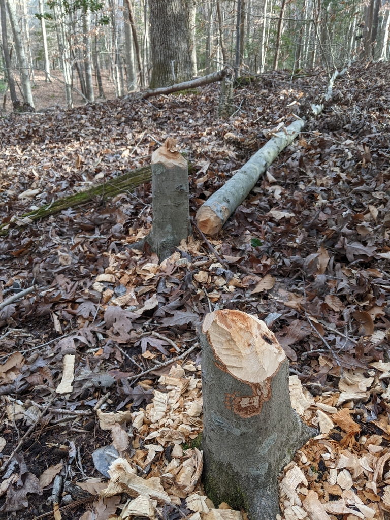 American Beaver from 2, VA, USA on January 18, 2021 at 02:54 PM by ...