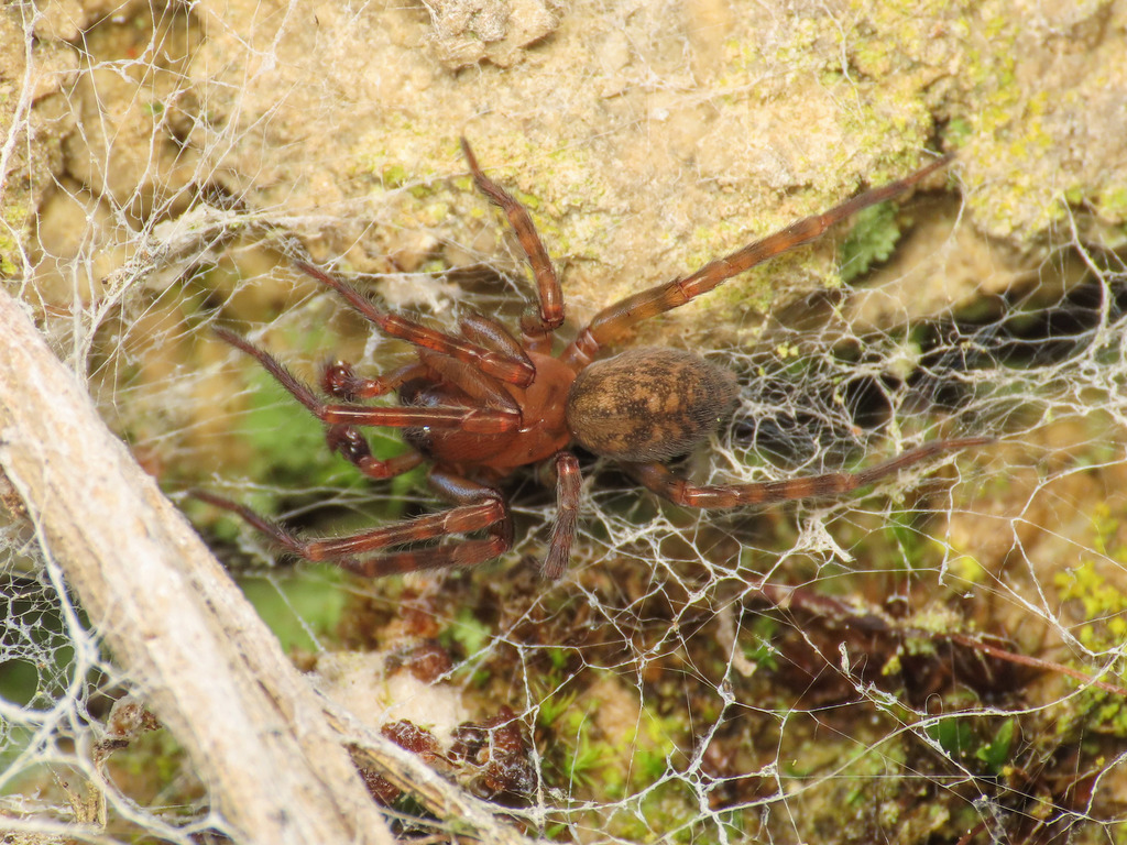 Lace web spiders from 67100 Bazzano AQ, Italia on January 31, 2021 at 02:33 PM by Emanuele ...
