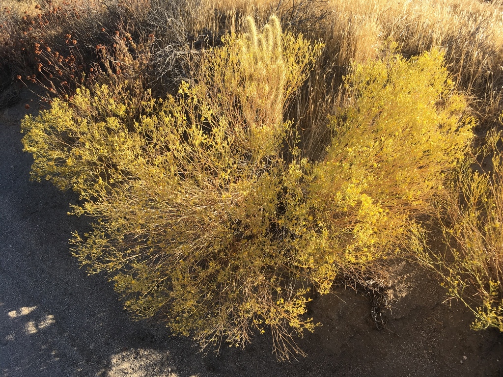 Broom Snakeweed (Gutierrezia sarothrae) - Botanical Realm