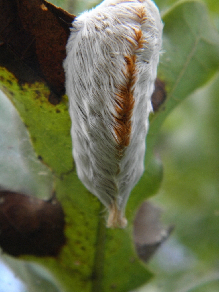 Southern Flannel Moth (Insects and Arachnids of Coronado National ...