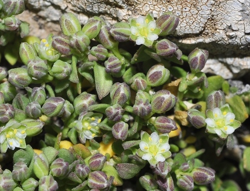 Subspecies Polycarpon polycarpoides herniarioides · iNaturalist
