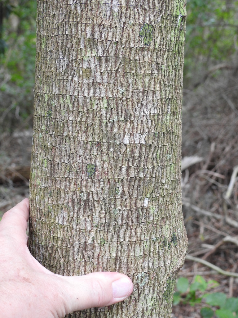 False Mastic (Sideroxylon foetidissimum) - Botanical Realm
