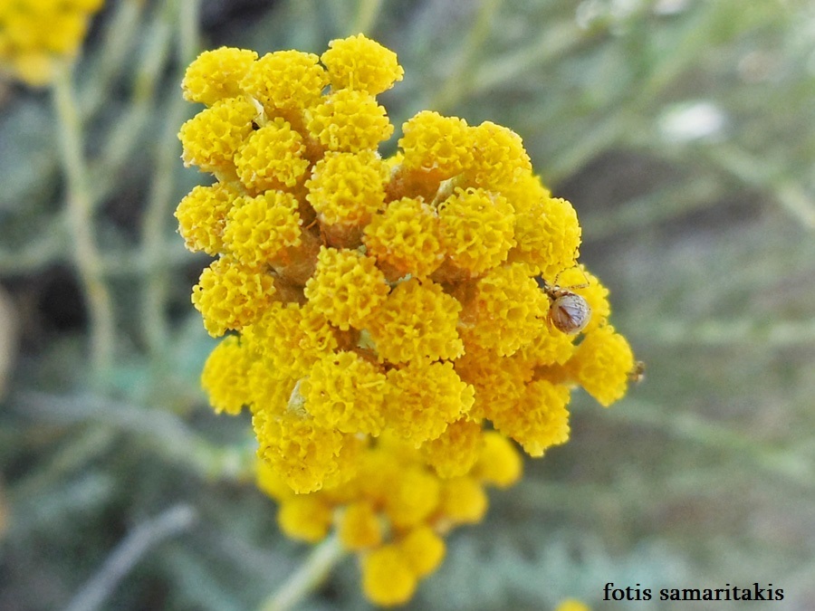 Helichrysum italicum subsp. microphyllum (Willd.) Nyman