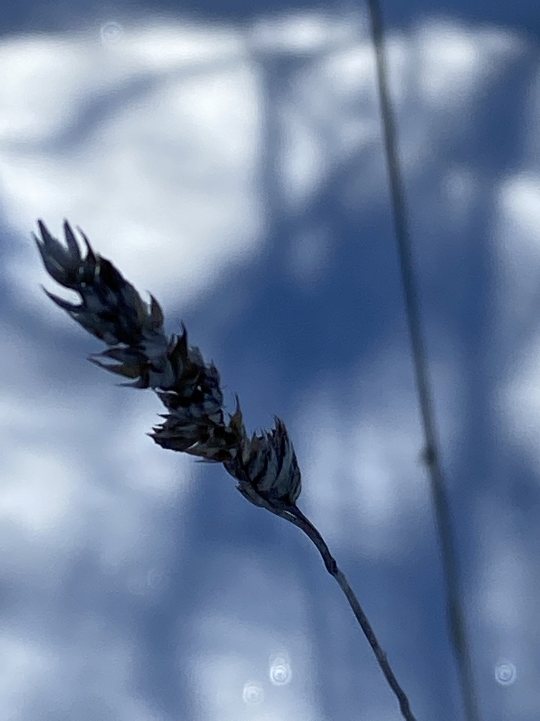 orchard grass from Hunt Club Woods - Quintarra - Revelstoke, Ottawa, ON ...