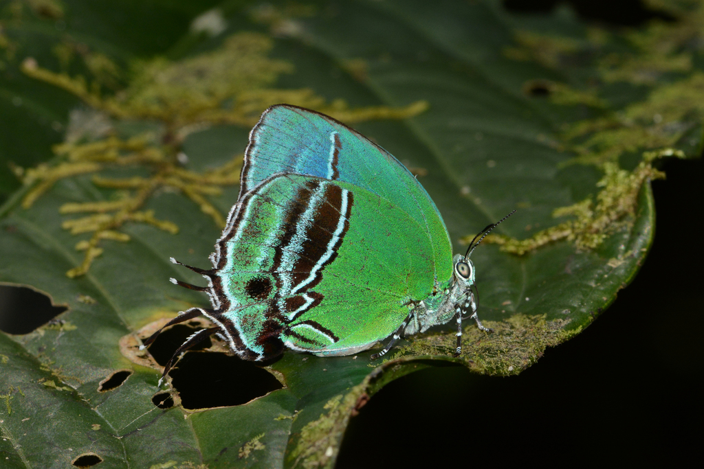 Evenus sumptuosa from ECUADOR Napo Province, south of Tena, Apuya on ...