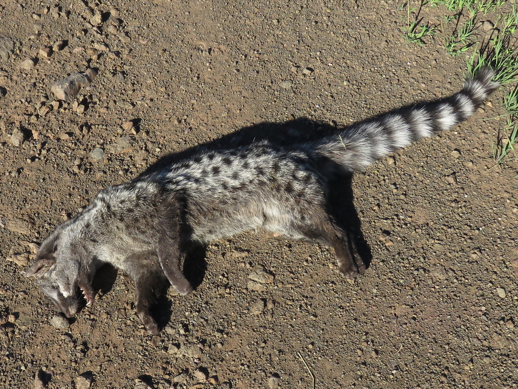 Southern Small-spotted Genet from Stormberg District, South Africa on ...