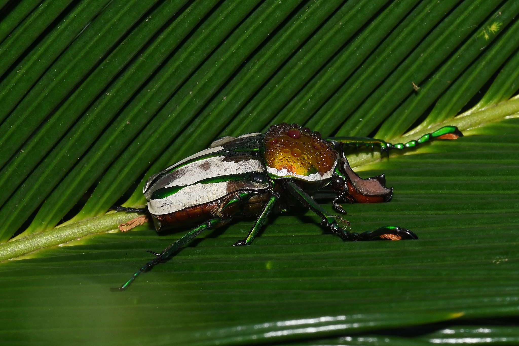 Rhamphorrhina splendens (Bertoloni, 1855)