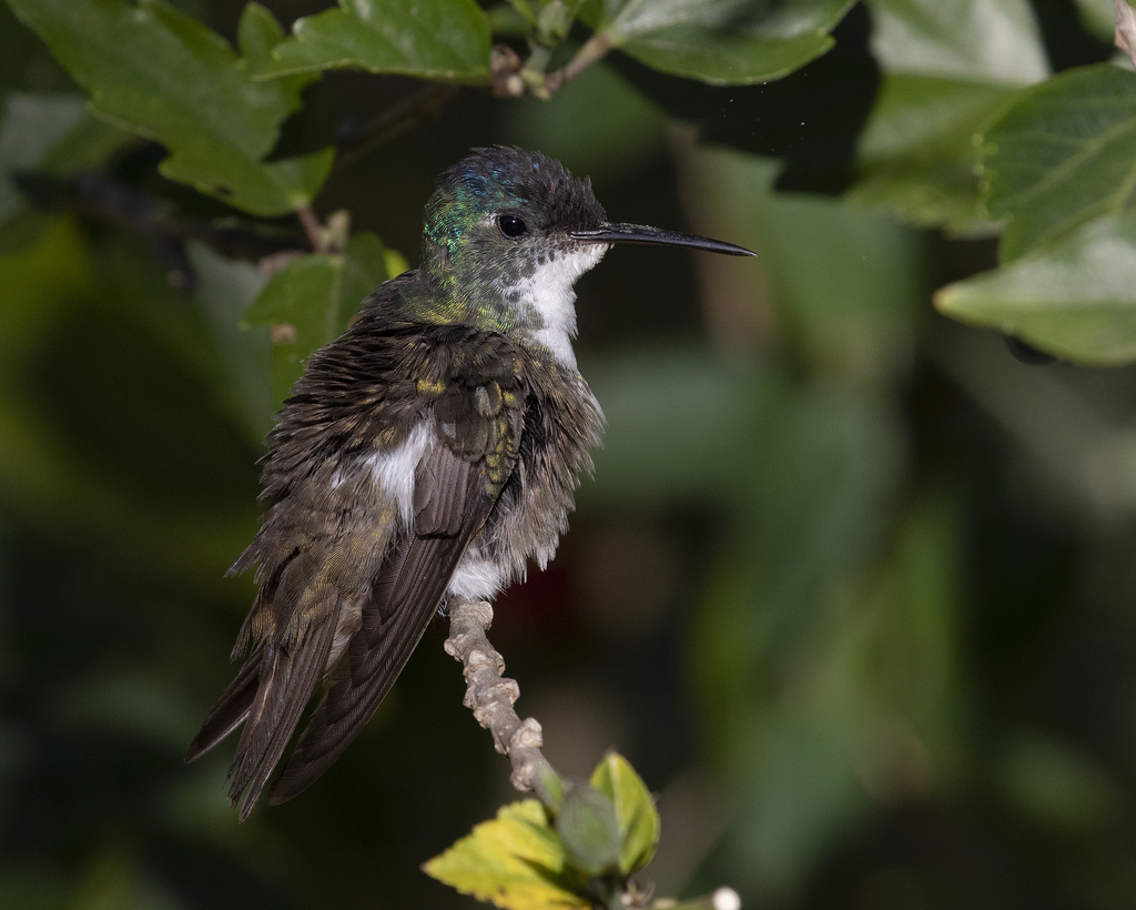 Azure-crowned Hummingbird (Saucerottia cyanocephala) - Avian Discovery