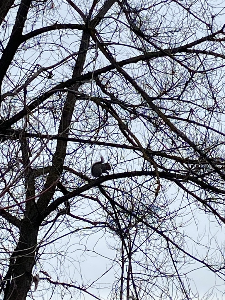 Eastern Gray Squirrel from Washington State University Spokane, Spokane ...