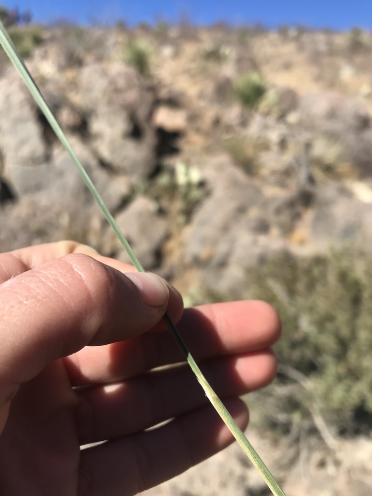Bull Grass from Organ Mountains, Las Cruces, NM, US on January 30, 2021 ...