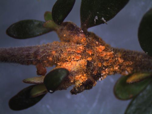 Aecidium hupiro · iNaturalist